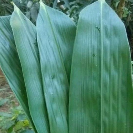 Jual Daun Bambu Segar 20 Lembar | Shopee Indonesia