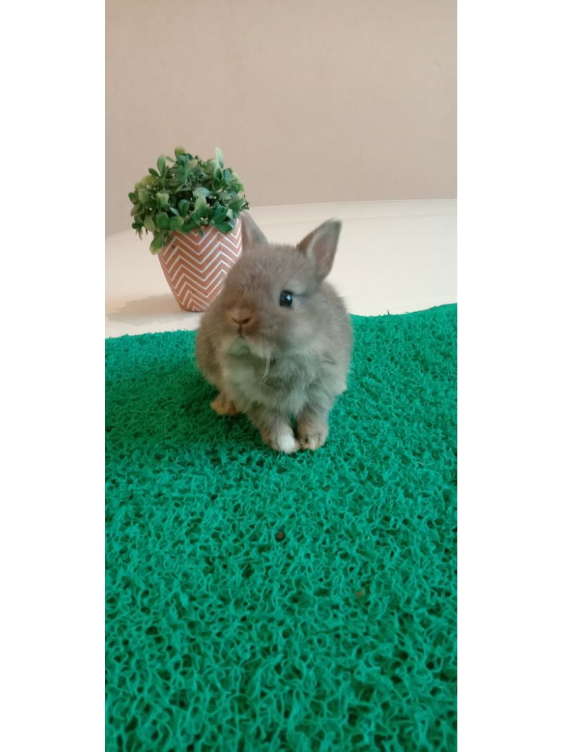 Jual KELINCI NETHERLAND DWARF ND NEDERLAN DWARF KELINCI MINI DWARF1 ...