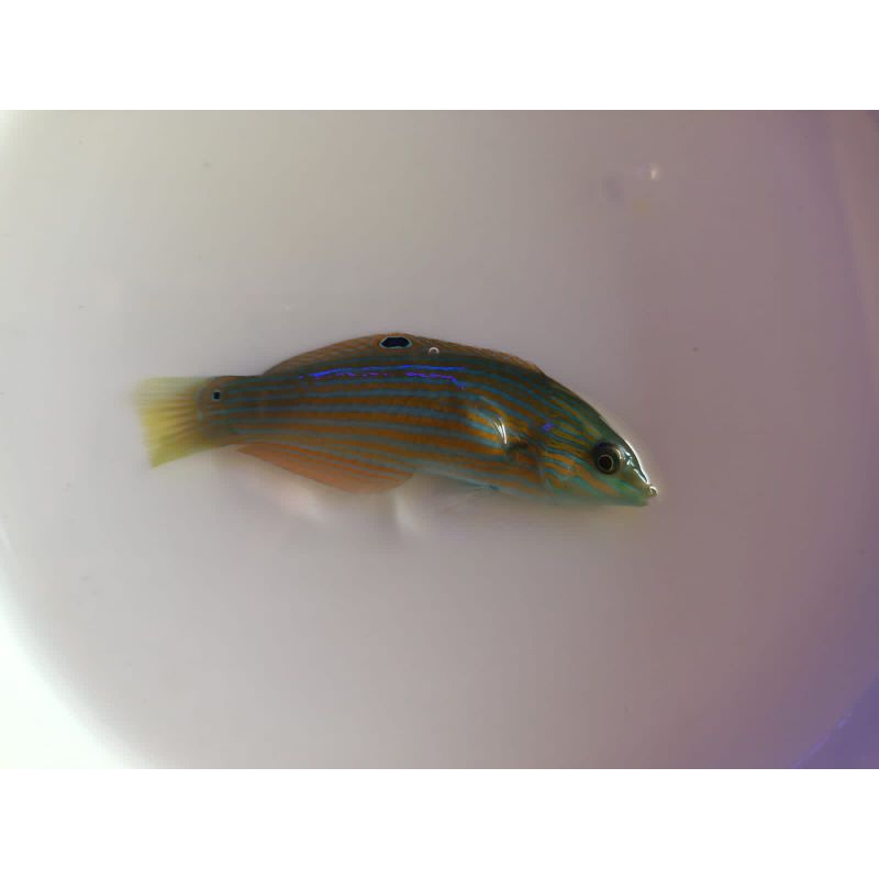 Jual Keling B (ikan hias laut) | Shopee Indonesia