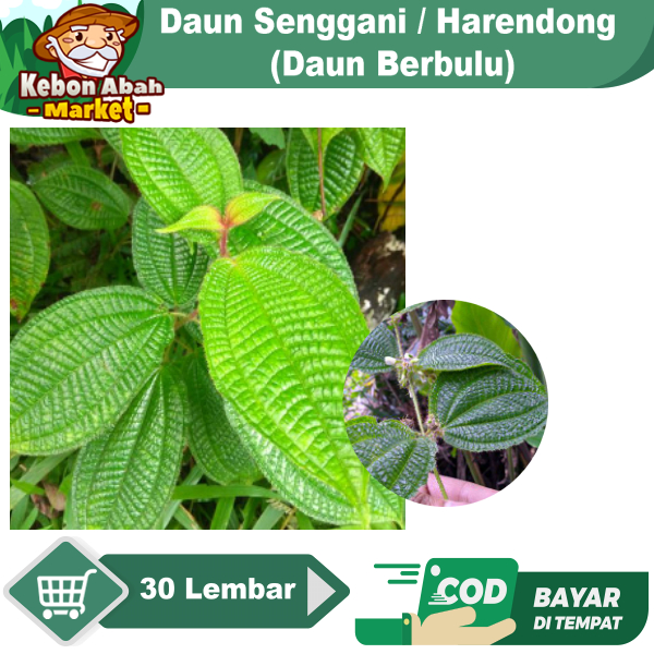 Jual Daun Senggani Segar Daunnya Berbulu Bulu Senduduk Harendong 30 ...