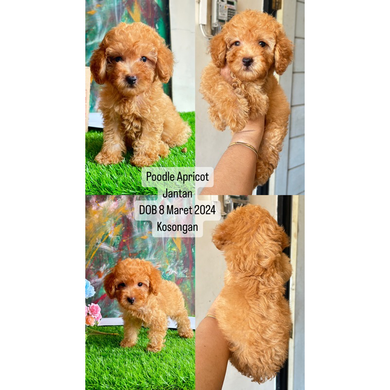 Jual apricot toy poodle | Shopee Indonesia