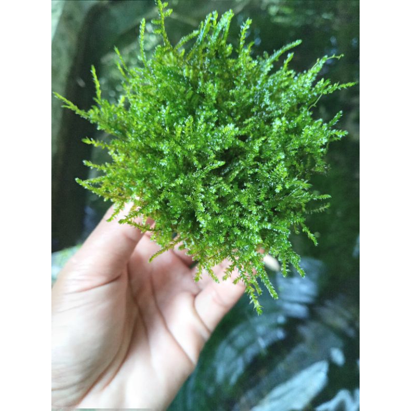 Jual Java Moss Tanaman Aquascape media wabikusa | Shopee Indonesia