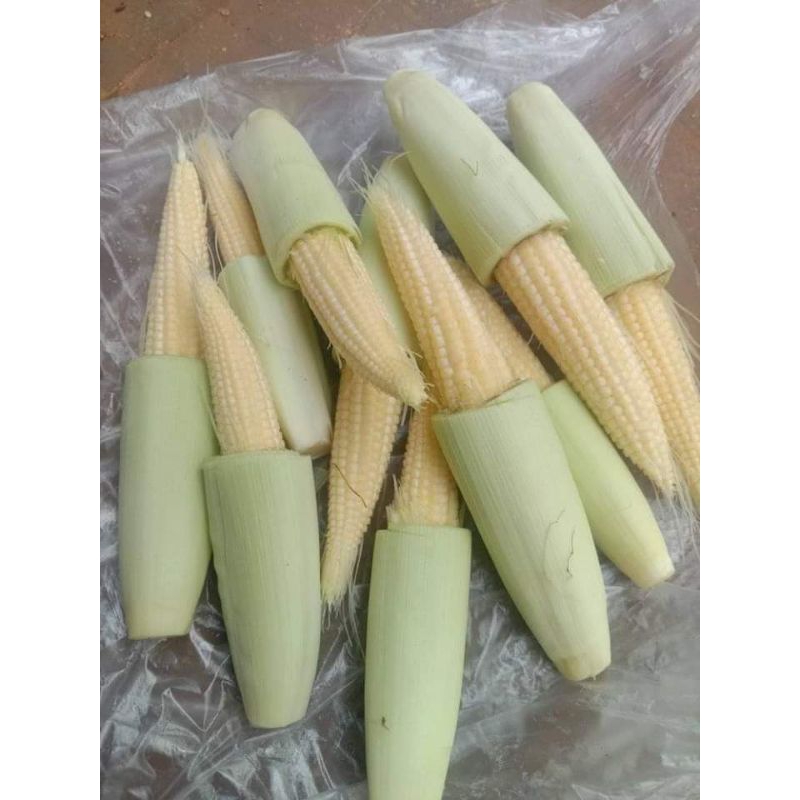Jual jagung muda/baby corn/jagung sayur segar | Shopee Indonesia