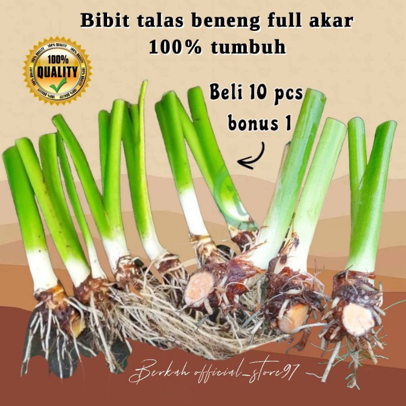 Jual BIBIT UNGGUL TALAS BENENG 99% TUMBUH SUBUR | Shopee Indonesia