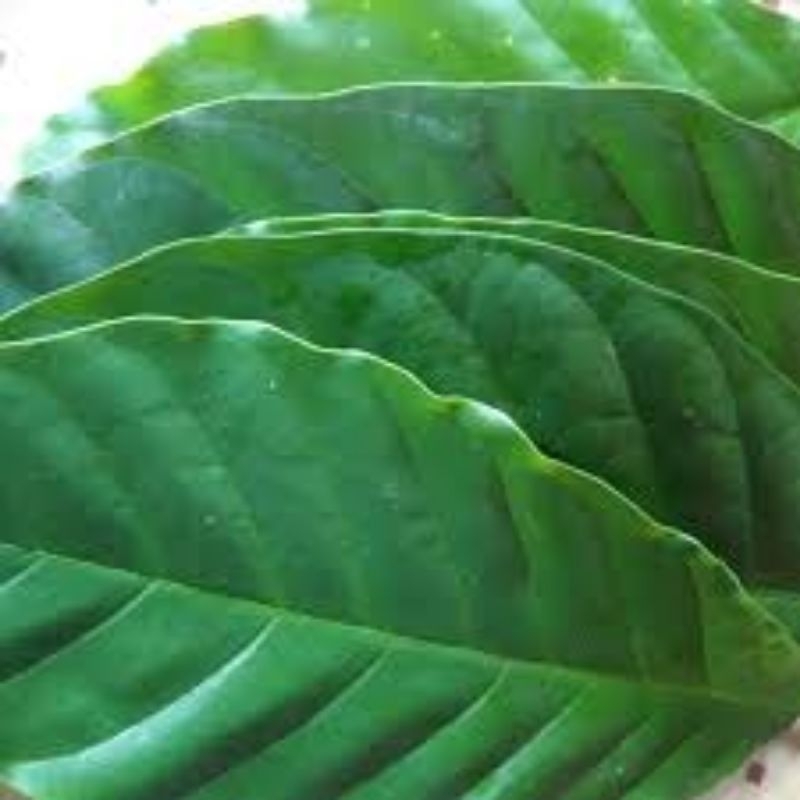 Jual daun kopi robusta segar 500 gram | Shopee Indonesia