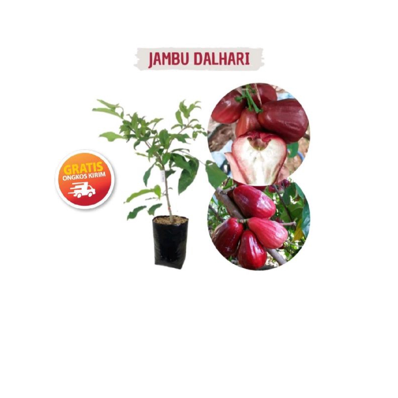 Jual bibit jambu dalhari, madu Deli, green Giant, okulasi siap tanam ...