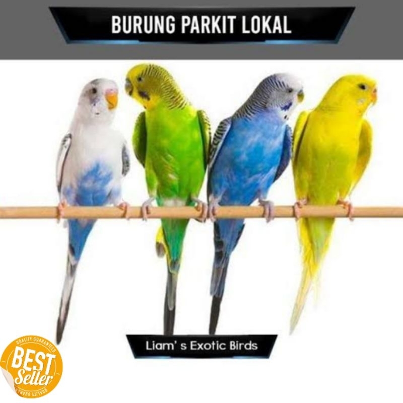 Jual burung parkit sepasang murah promo termurah | Shopee Indonesia