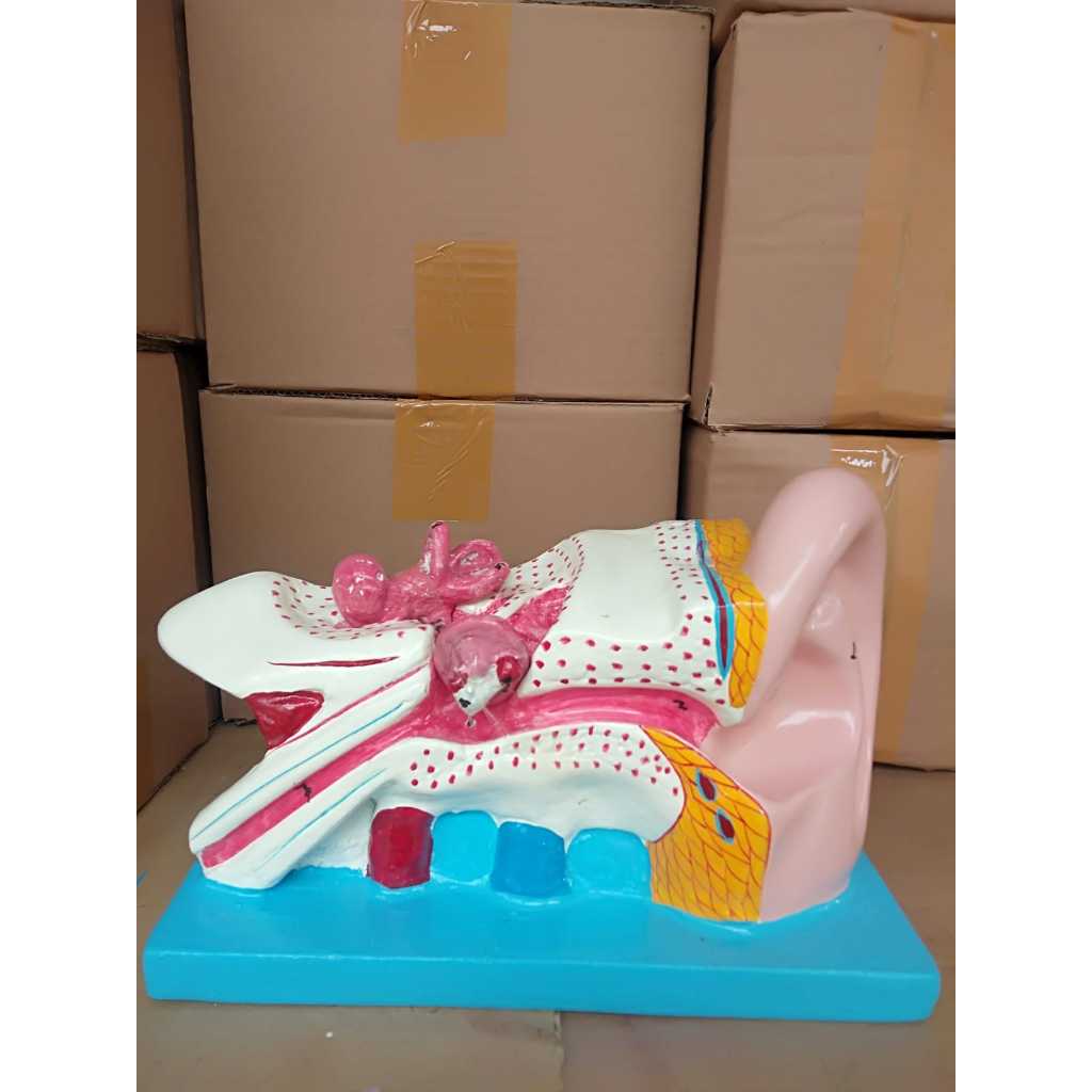 Jual [PRODUSEN] Phantom Telinga Manikin Model Telinga Manusia | Alat ...