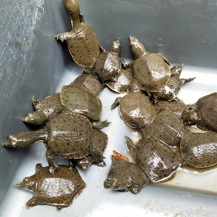 Jual upacara keagamaan FANGSHEN baby kura kura bulus | Shopee Indonesia