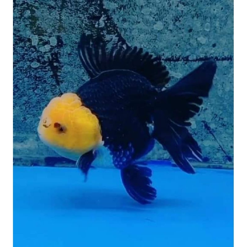 Jual IKAN HIAS MAS KOKI ORANDA PANDA ISI 5 BONUS PELET IKAN | Shopee ...