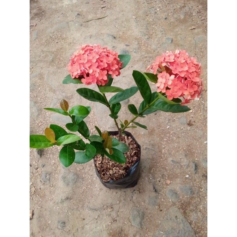 Jual bunga soka oranye oren tanaman hias Ixora chinensis | Shopee Indonesia