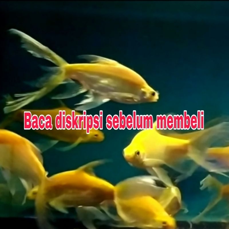 Jual Tankmate kapiat slayer 12cm | Shopee Indonesia