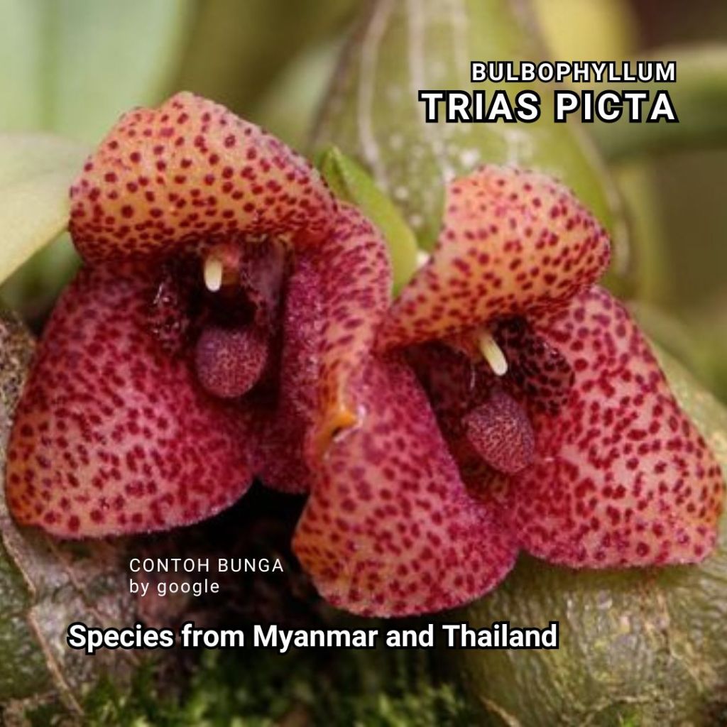 Jual Bulbophyllum Trias Picta | Shopee Indonesia