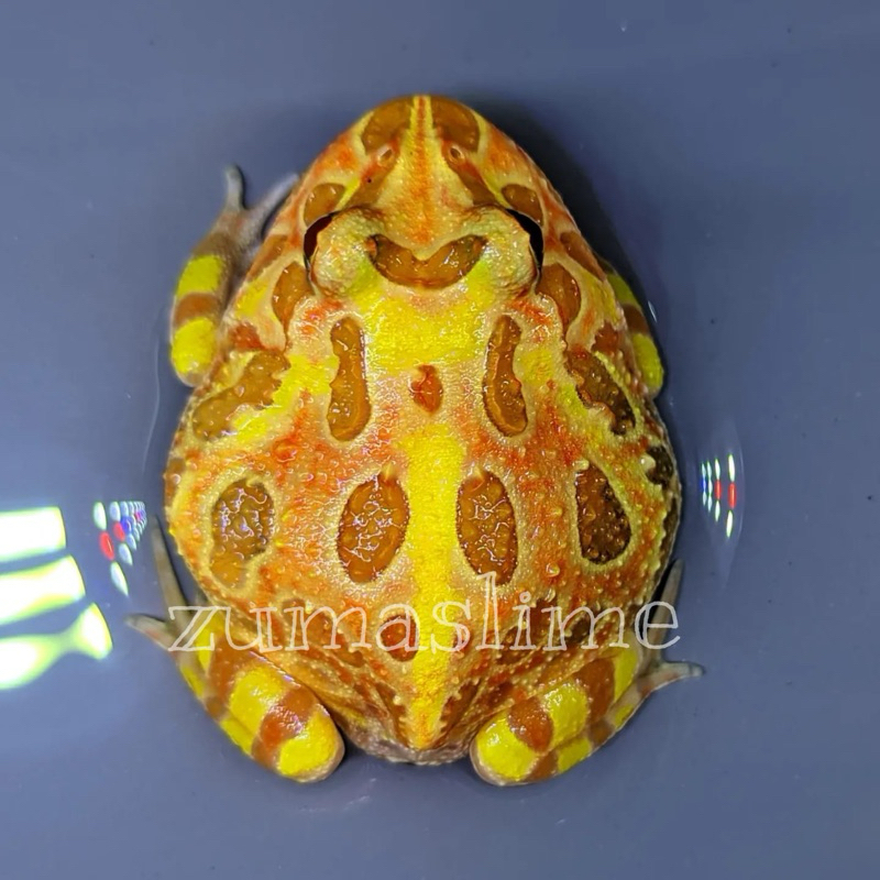 Jual pacman frog sunburst A plus bundling | Shopee Indonesia