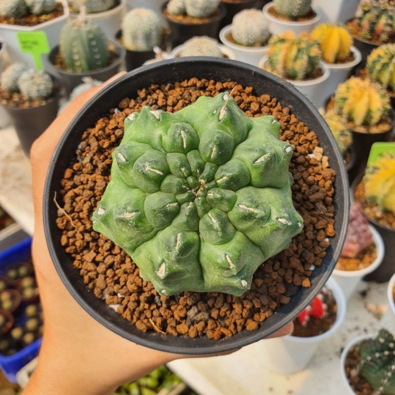 Jual Kaktus Gymnocalycium Mihanovichii cv. Kikko Cactus Gymno Miha ...