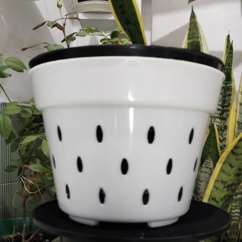 Jual (1pcs) POT NKT POROS 15 Banyak Lubang | Shopee Indonesia