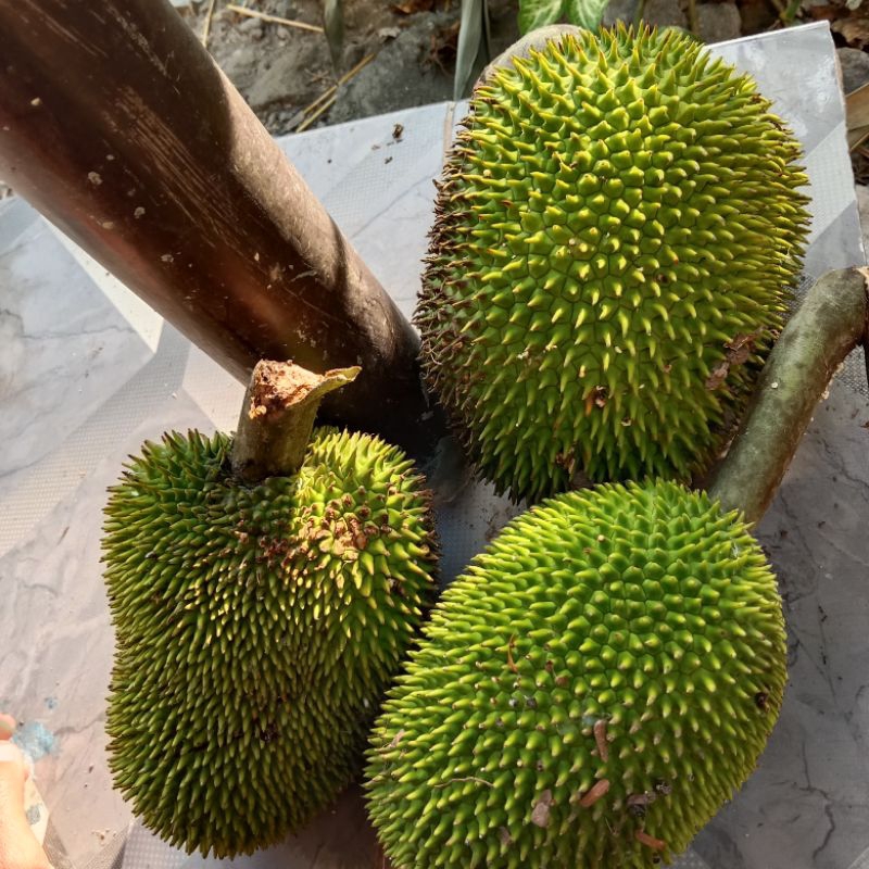 Jual Vegetable | Shopee Indonesia