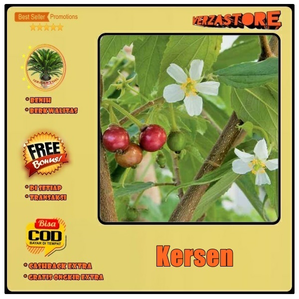 Jual Biji Benih Tanaman Buah Kersen ±100 Biji | Shopee Indonesia