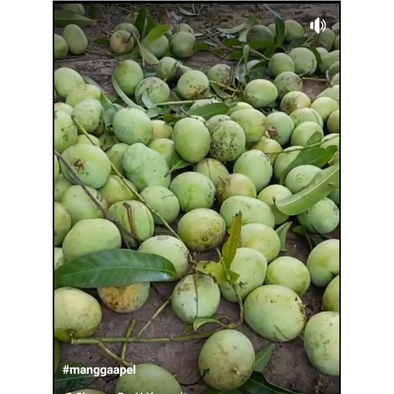 Jual MANGGA-APEL-ASAM-SEGAR-HARGA/KG-25.000-COCOKRUJAKBUMI | Shopee ...
