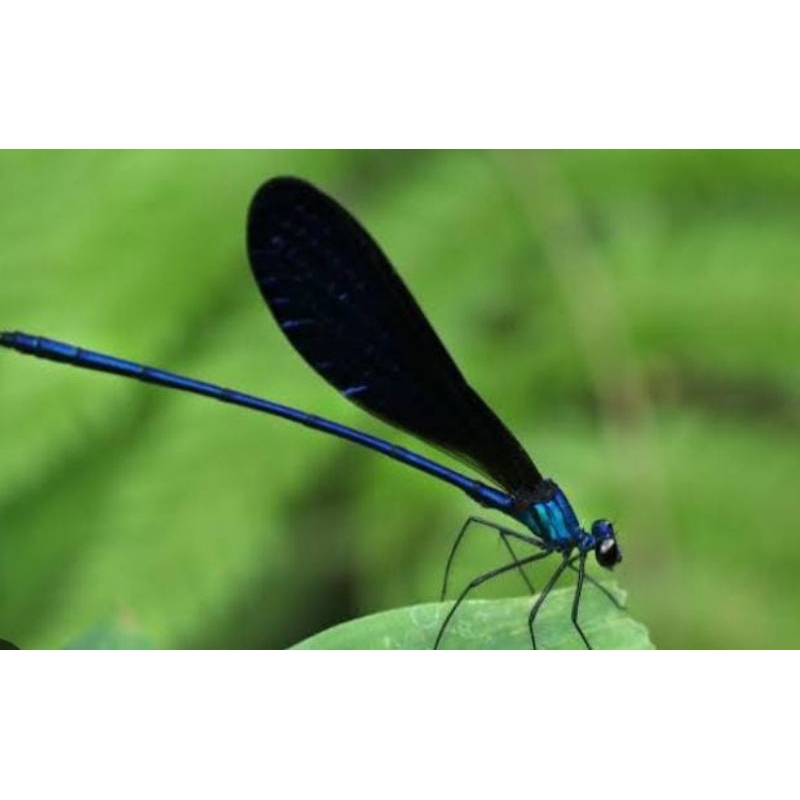 Jual capung daun sayap biru metalik | Shopee Indonesia