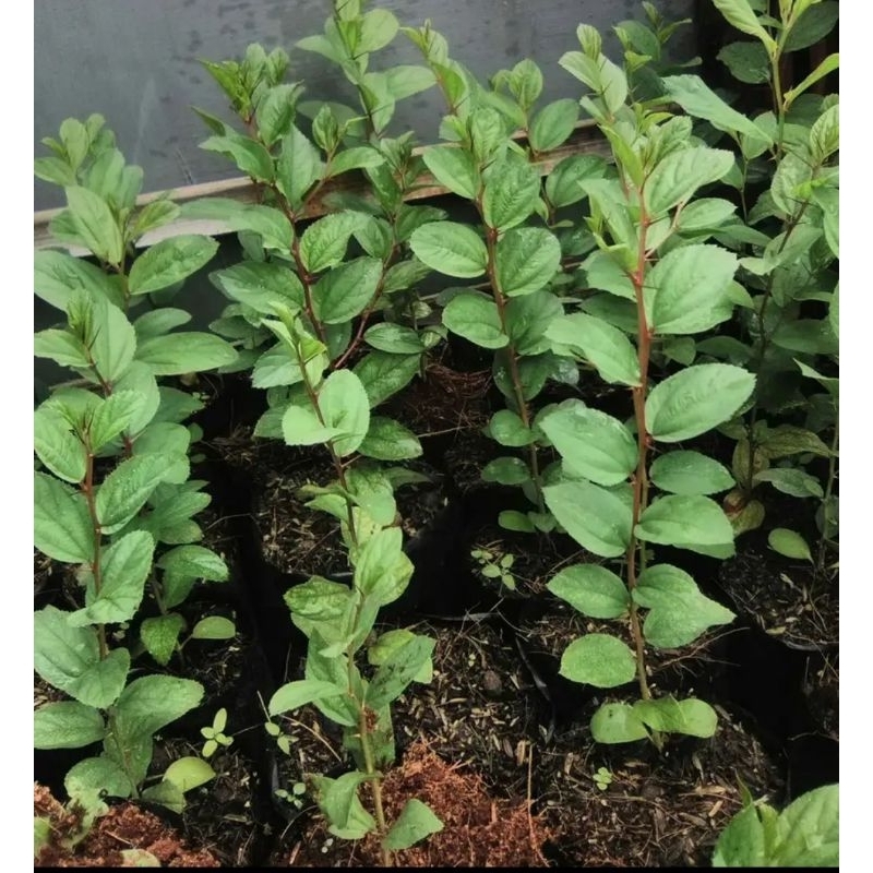 Jual Bibit Bidara Arab Pohon Bidara Daun Bidara | Shopee Indonesia