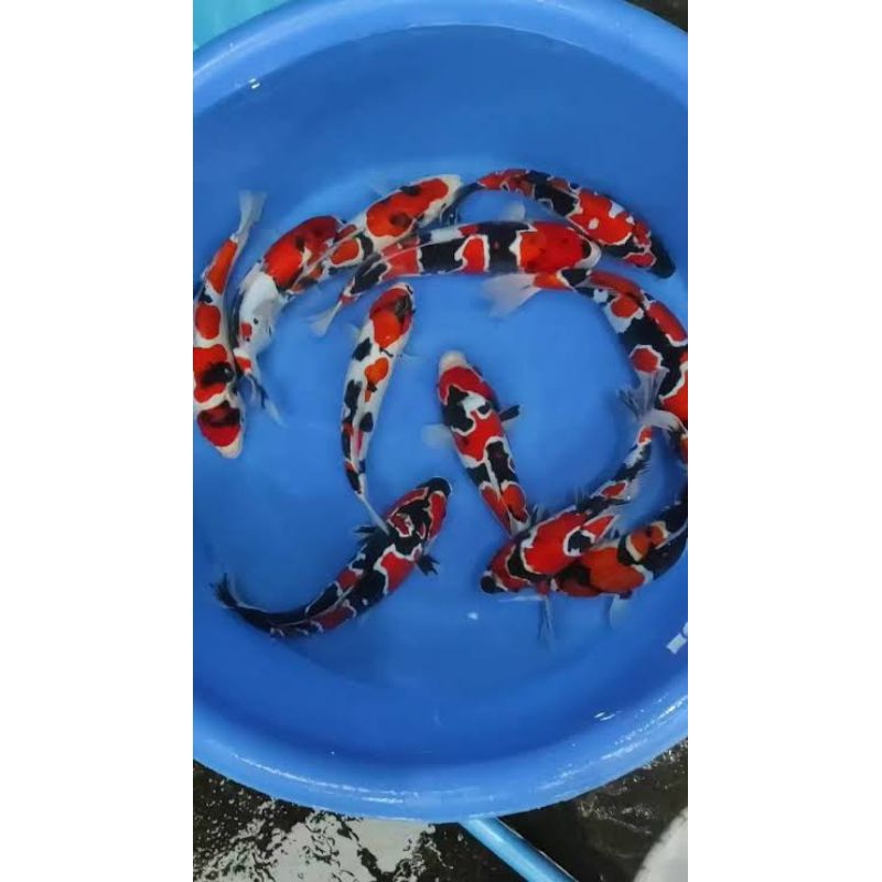 Jual ikan koi Showa naruto | Shopee Indonesia