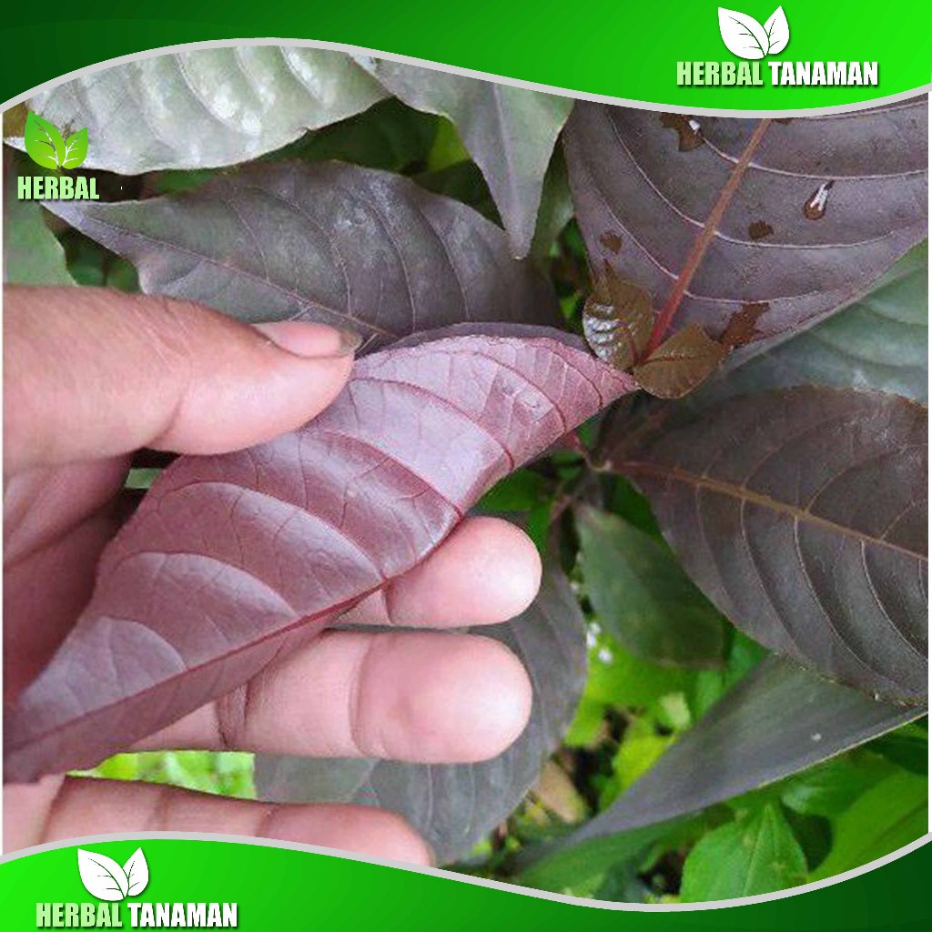 Jual Daun Ungu Segar 500 gr - Daun Kopi Hideung - Daun Handeuleum Fresh ...