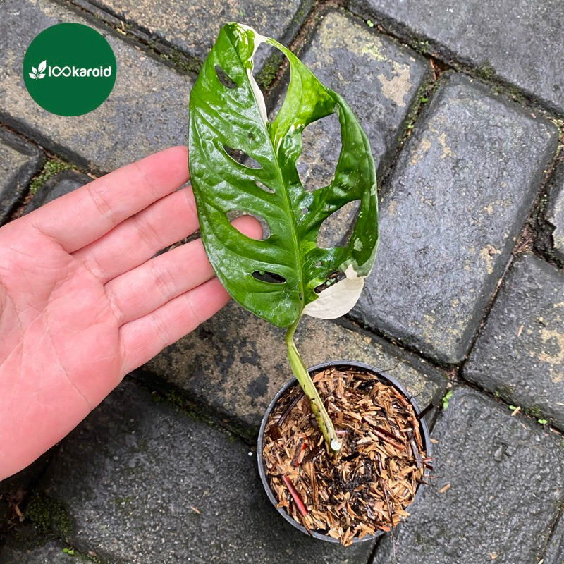 Jual Tanaman Hias Monstera Acuminata Japan Variegata Putih / Janbol ...