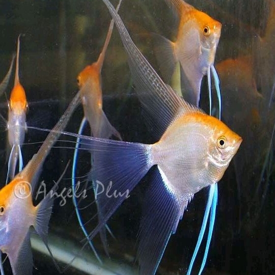 Jual Paket Indukan Manfish Red Eye Slayer Male - ETALASE | Shopee Indonesia