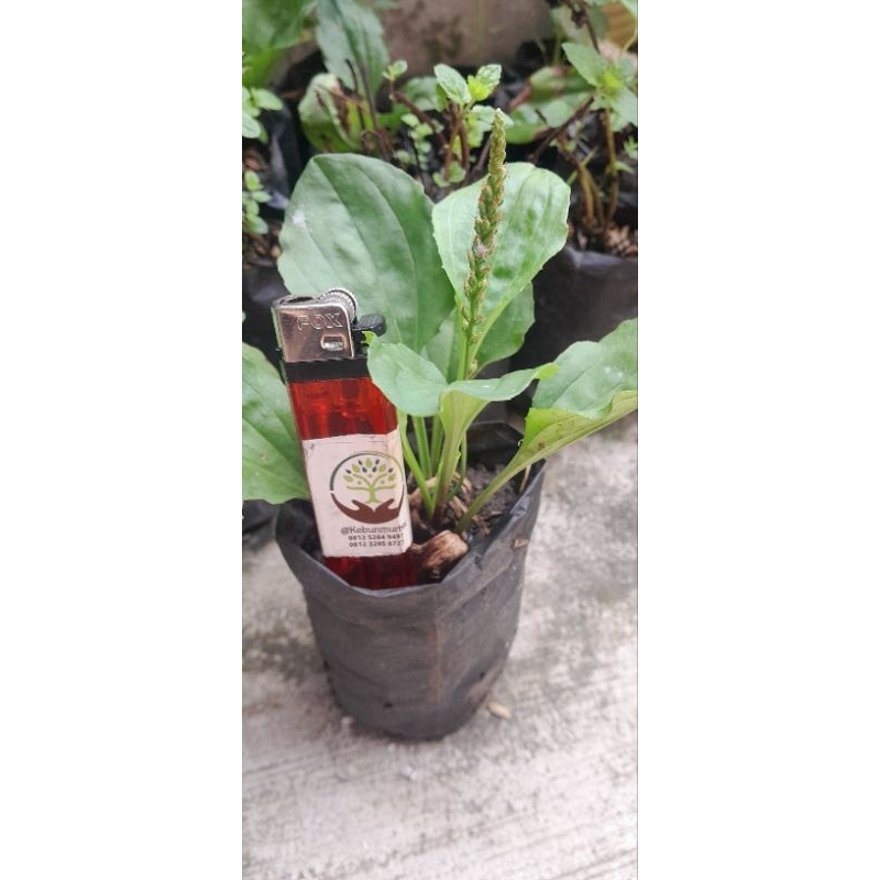 Jual Bibit Tanaman Ki Urat / Daun Sendok / tanaman tepung otot ...