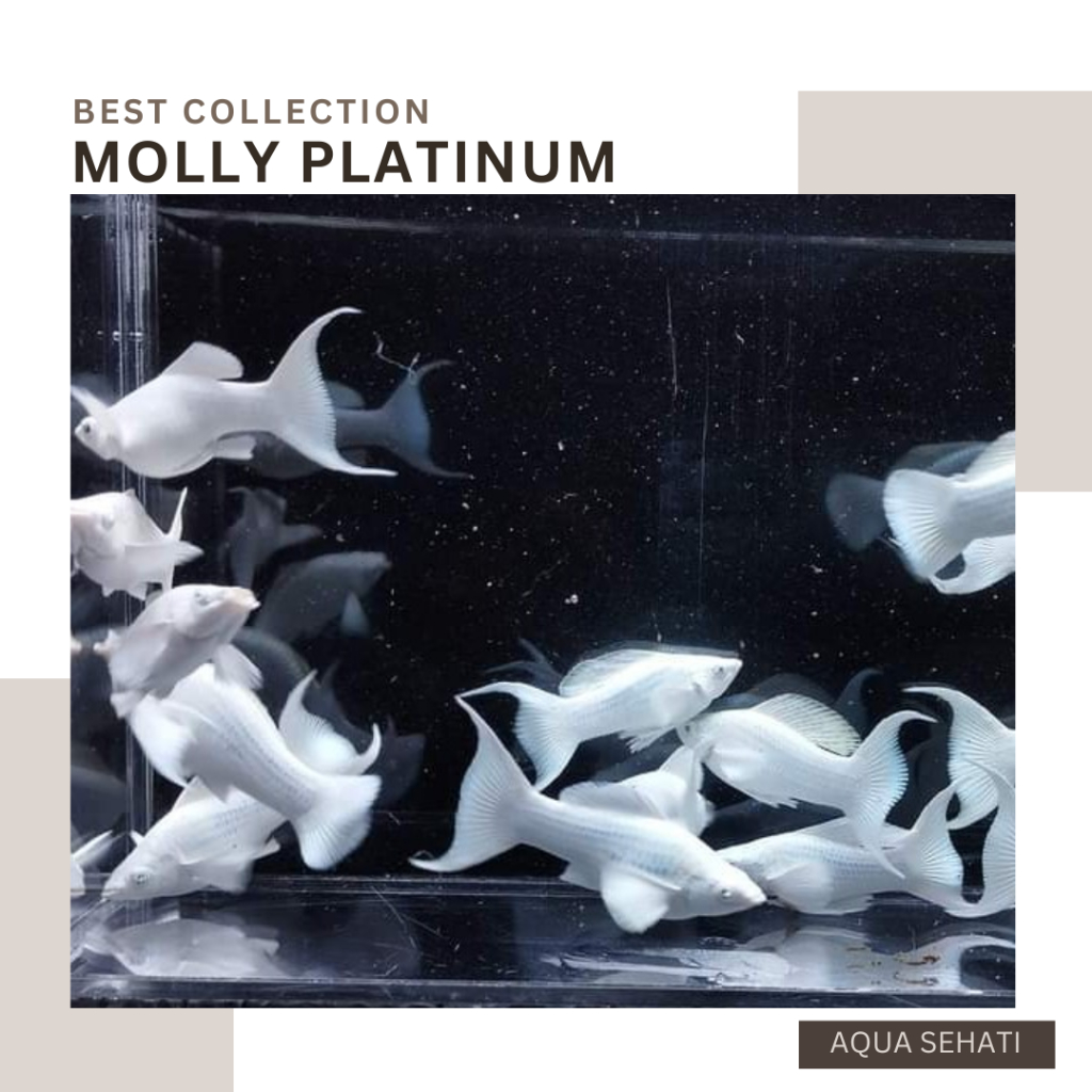 Jual ikan moli molly platinum full white ekor cawang | Shopee Indonesia