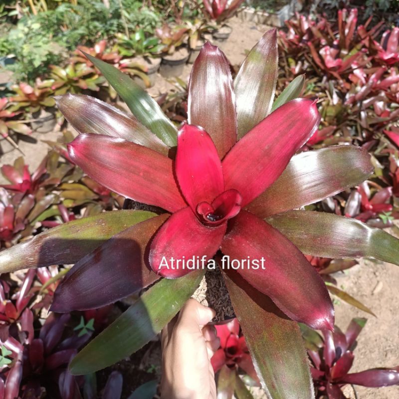 Jual Bromelia red grass - tanaman hias bromelia merah garis ukuran ...