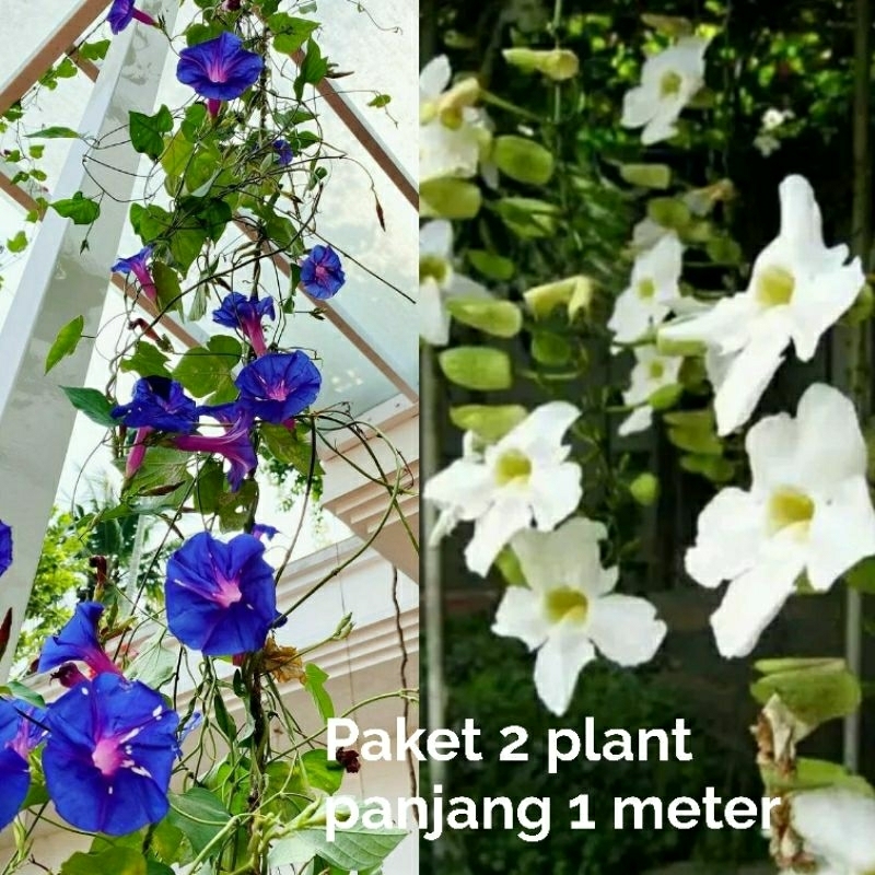 Jual paket 2 plant Tanaman Rambat Bunga Tumbergia Bunga Putih ...