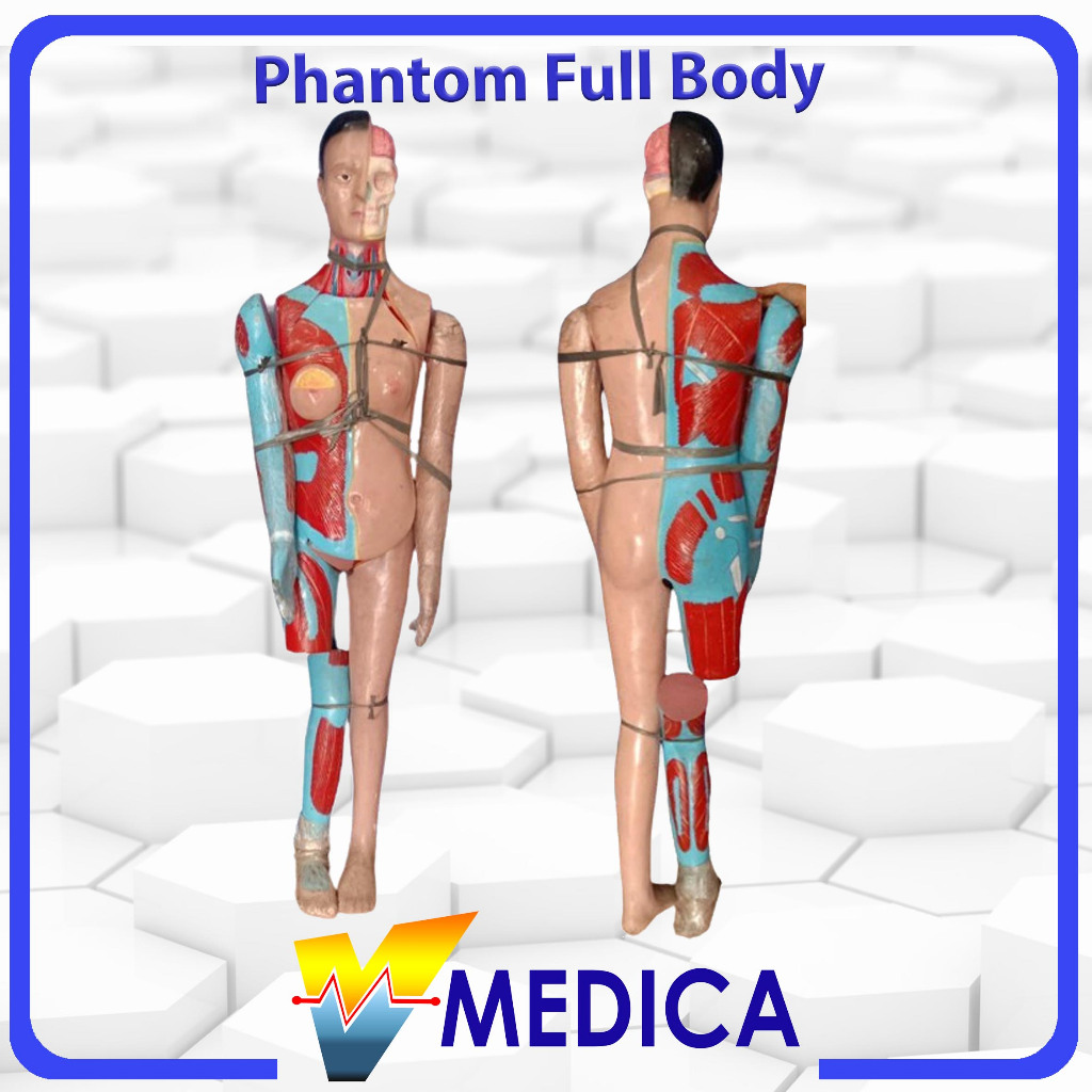 Jual Phantom / Torso Anatomi Full Body / Alat Peraga Manekin | Shopee Indonesia