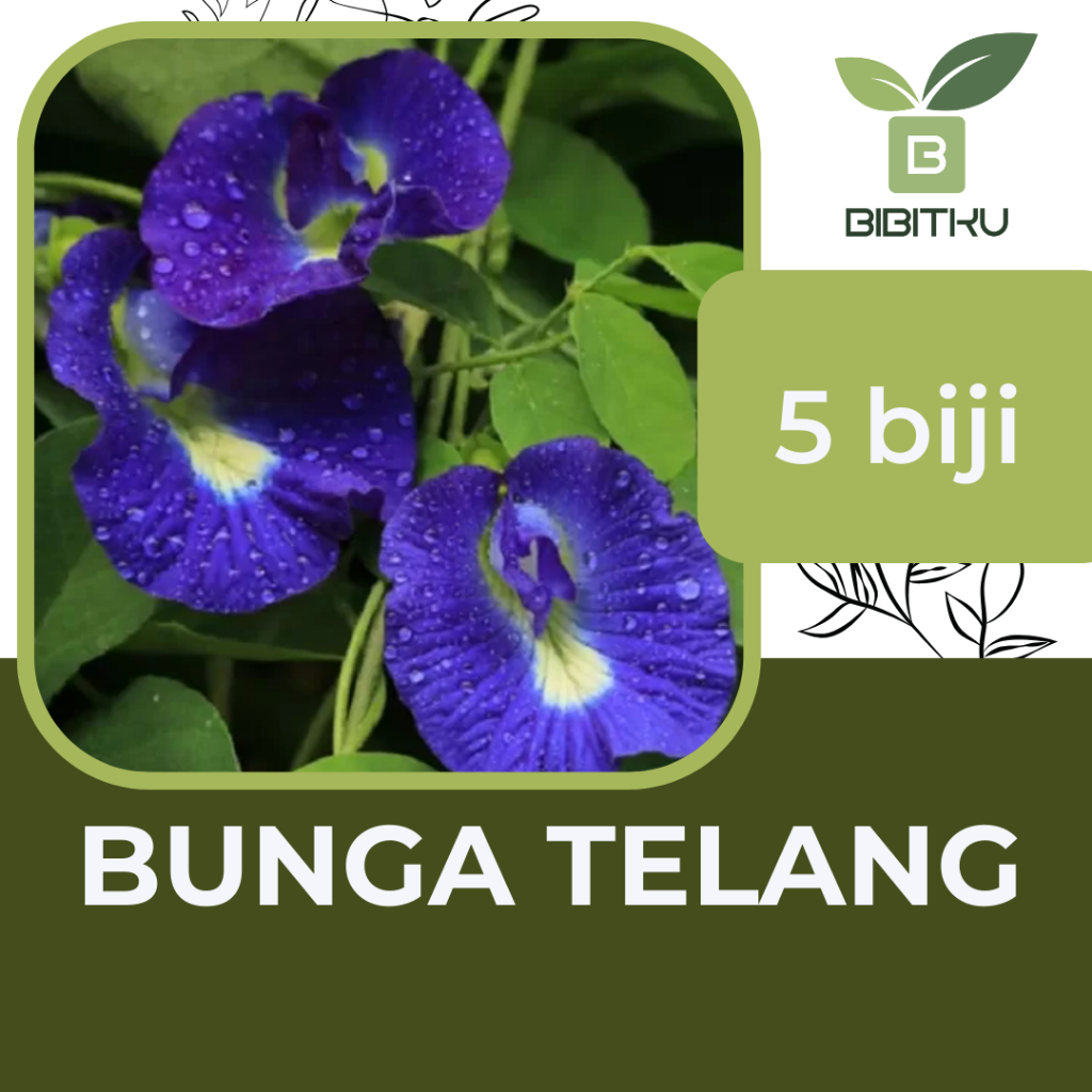 Jual Benih Bunga Telang Ungu | Shopee Indonesia