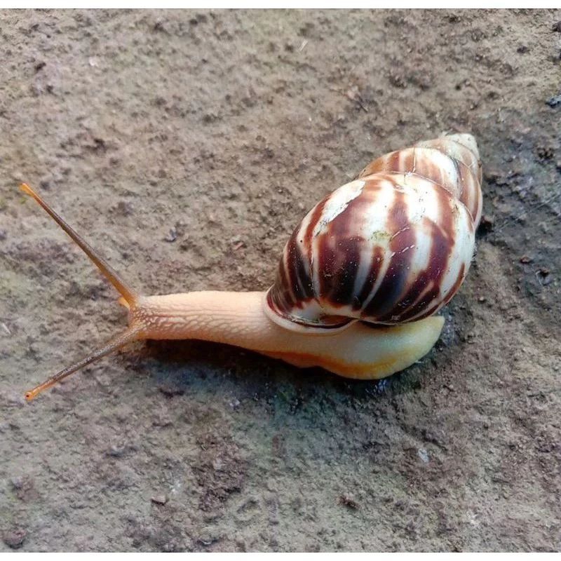 Jual siput pohon/ bekingking/ siput putih PROMO!!! | Shopee Indonesia