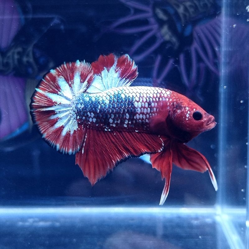 Jual Vitamin Ikan Cupang #Red Fancy Copper HMPK Jantan | Shopee Indonesia