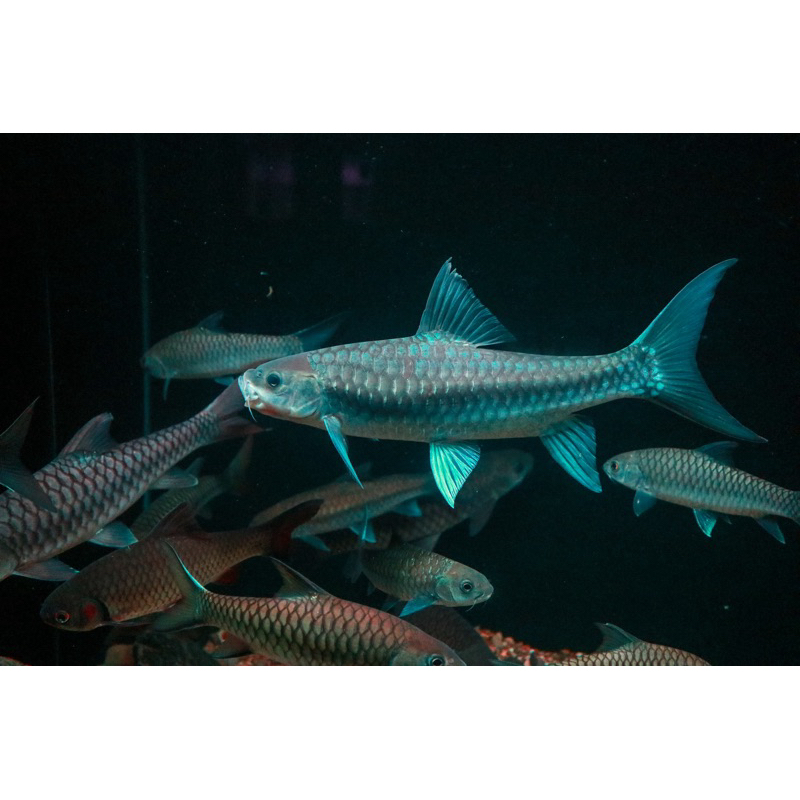 Jual neo heter/chinese blue mahseer WC | Shopee Indonesia