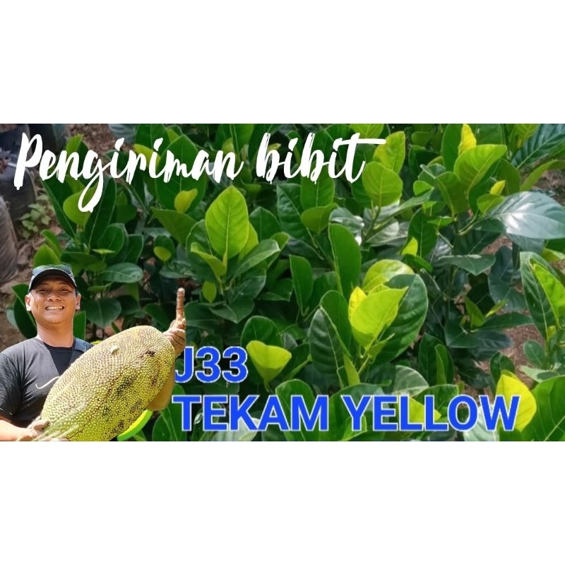 Jual BIBIT NANGKA J33 50 CM | Shopee Indonesia