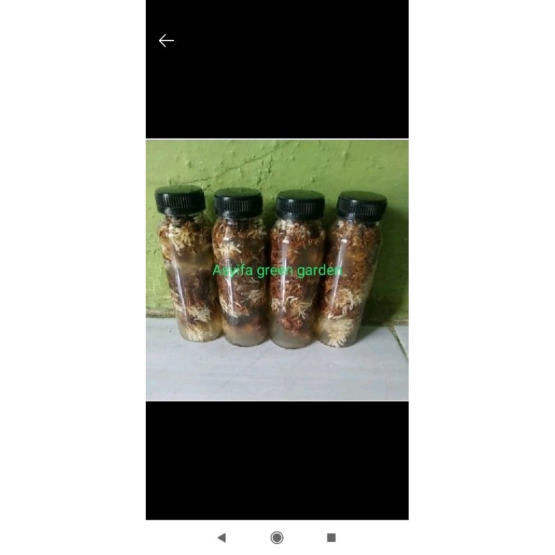 Jual Jakaba murah berkualitas full dengan air jakaba/250ml | Shopee ...