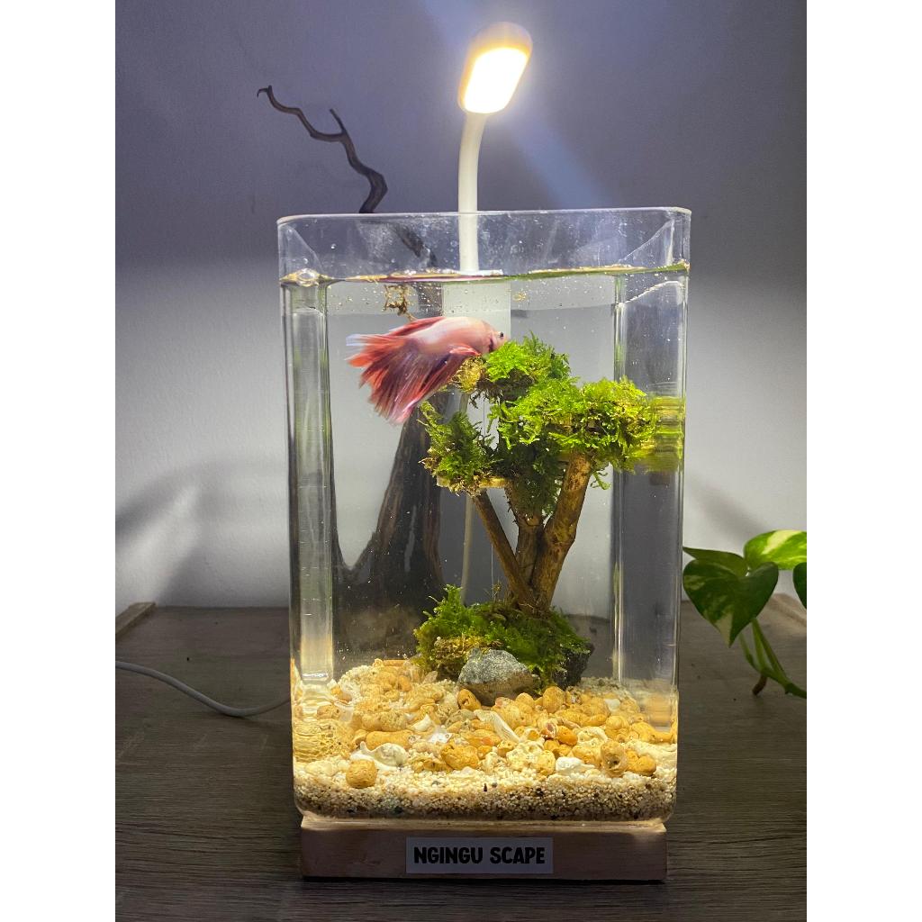 Jual Aquascape Mini Set Ukuran 11x11x17 CM NS011 | Shopee Indonesia