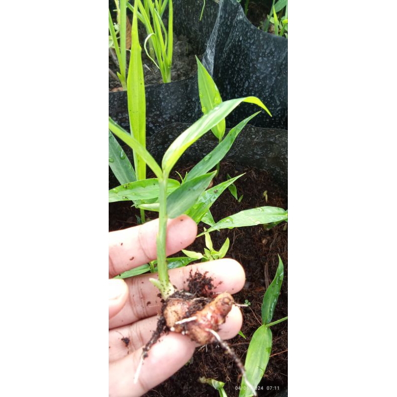 Jual Bibit Jahe Merah Super | Shopee Indonesia