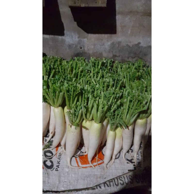 Jual lobak putih 1kg | Shopee Indonesia