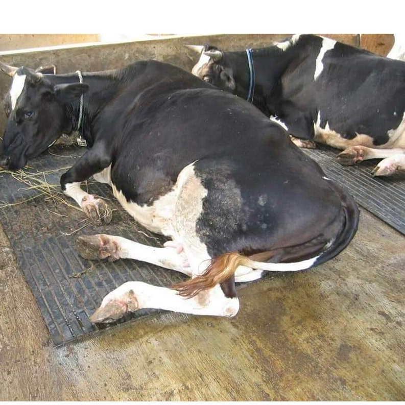 Jual KARPET KARET SAPI / GRADE B / COW MAT [ Emran Jaya Carpet ...