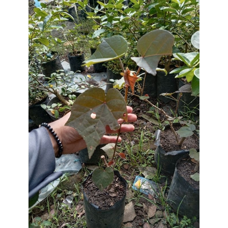 Jual bahan bonsai waru merah | Shopee Indonesia