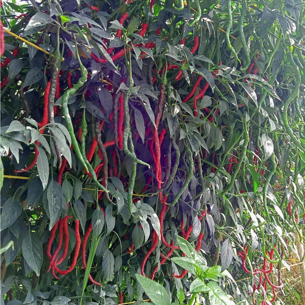 Jual Benih Cabe Merah Keriting Tinggi 2 meter LOKAL LEGUM 10 Gram - CMK ...