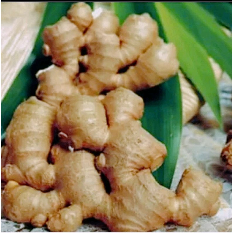 Jual Benggle, banglai, panglai segar 1kg super besar | Shopee Indonesia