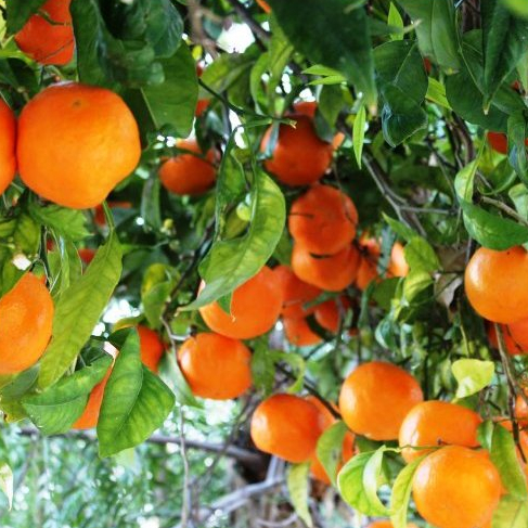 Jual Bibit Benih Buah Jeruk Mix (10 Butir) | Shopee Indonesia