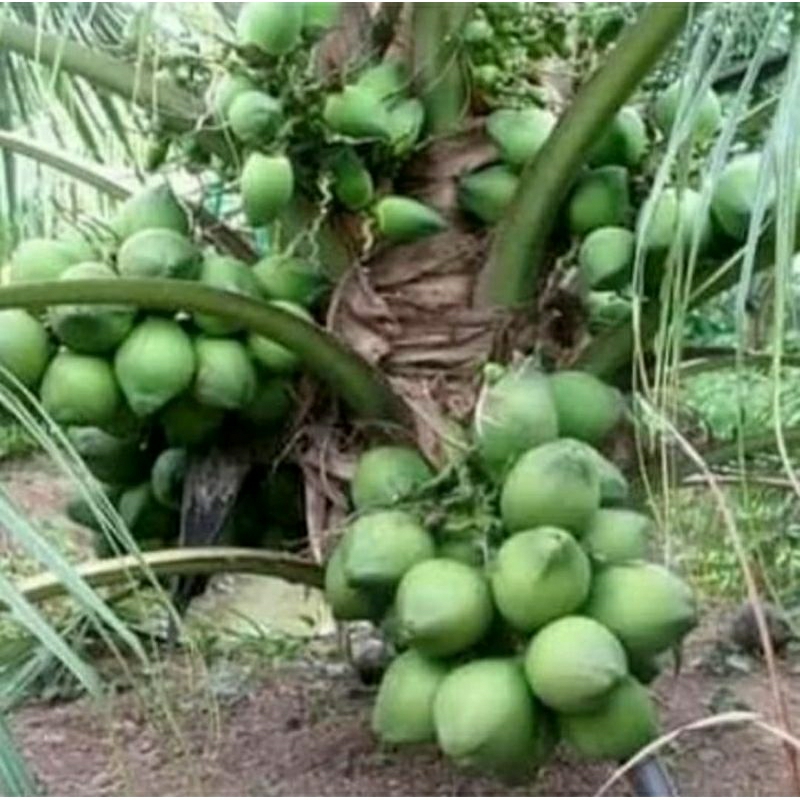 Jual Bibit Kelapa Genjah Entok Hijau, Asli Kebumen, ORIGINAL buahnya ...