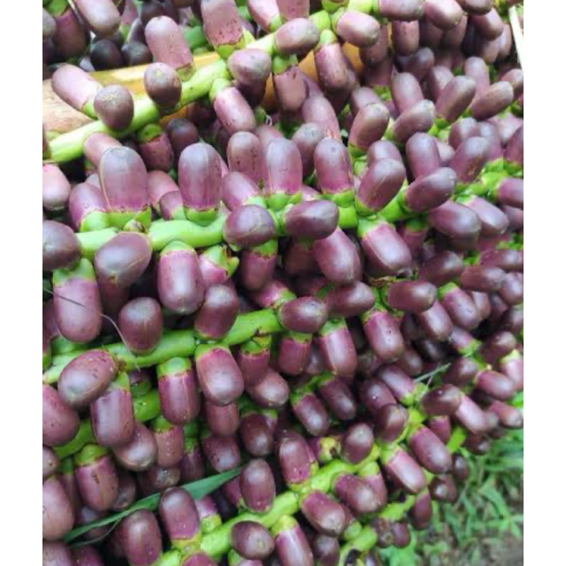 Jual Bunga aren segar langari aren segar 1 kg | Shopee Indonesia